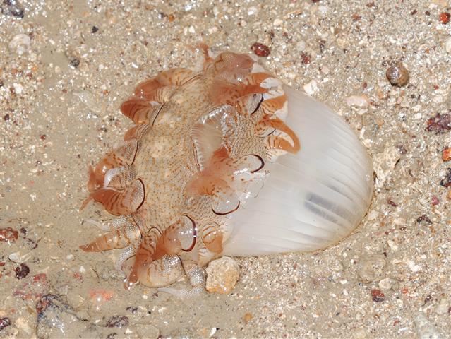 God's wonderful creation: How's Beting Bronok over two years?