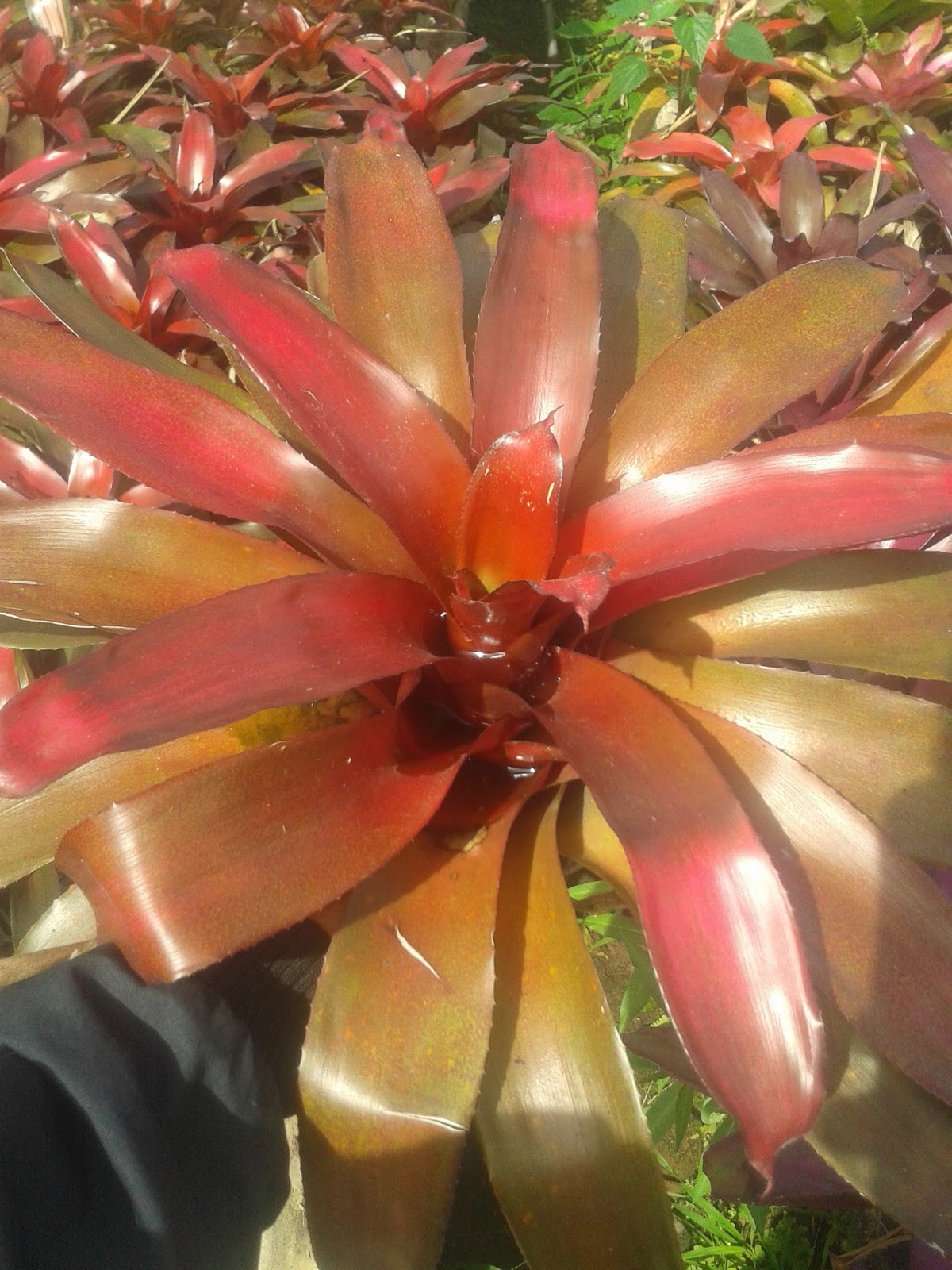 JUAL TANAMAN HIAS BROMELIA | KOLEKSI TANAMAN BROMELIA