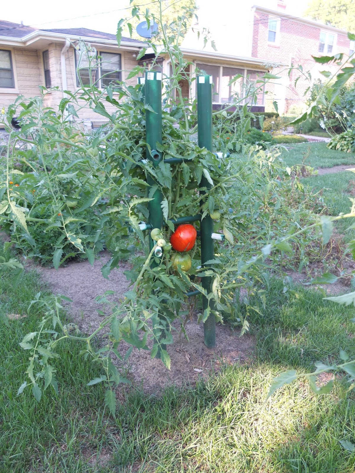 Painting on the Ceiling: Tomatoes!