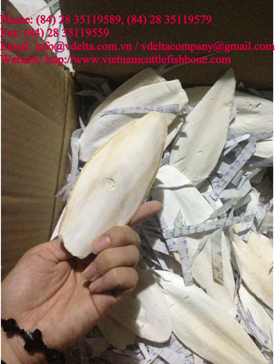 Cuttlefish bone
