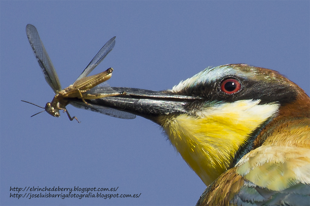 El Rinche de Berry : Fotos de Aves