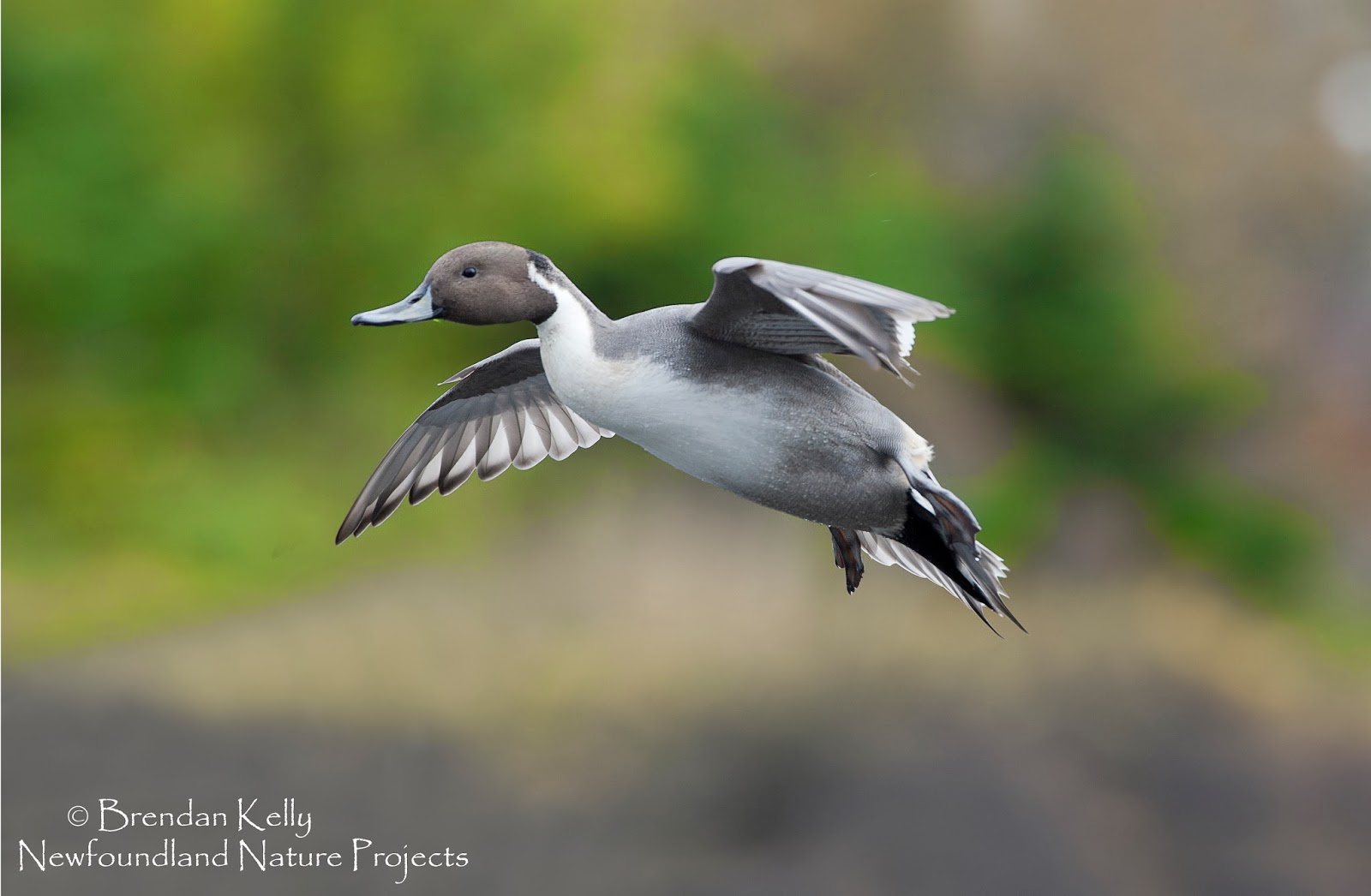 Newfoundland Nature Projects: Local Waterfowl