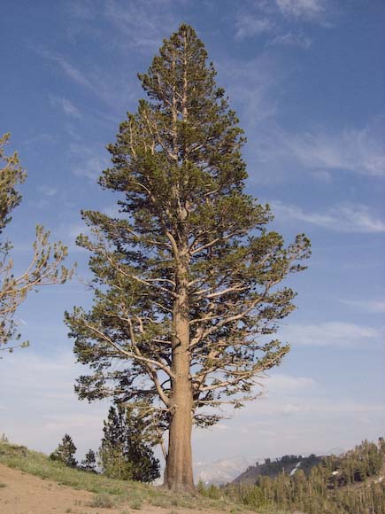 Trees Planet: Pinus Contorta – Lodgepole Pine