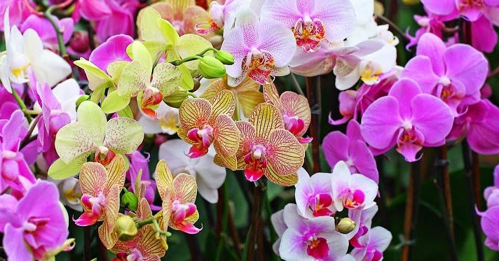 Memanfaatkan Aneka Bunga Hidup Hiasan Dalam Rumah