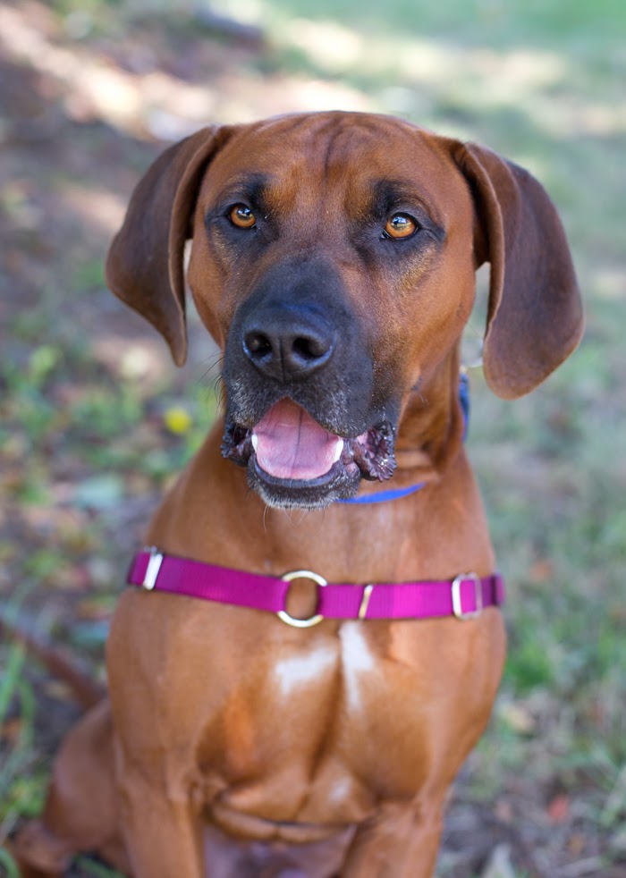 Shelter Dogs of Portland: "REX" handsome red (ridgeback? hound? ) mix
