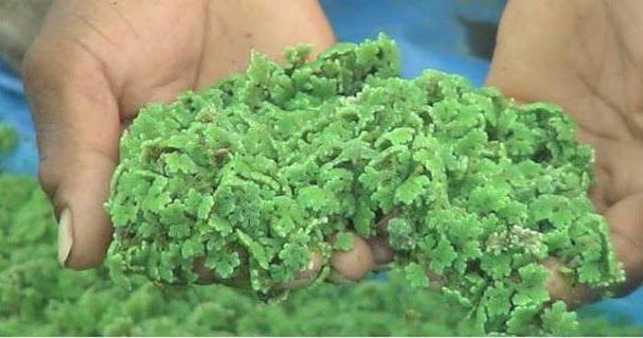 AGRO-VETERINARY BUSINESS .: Azolla: the miracle fern and animal feed.