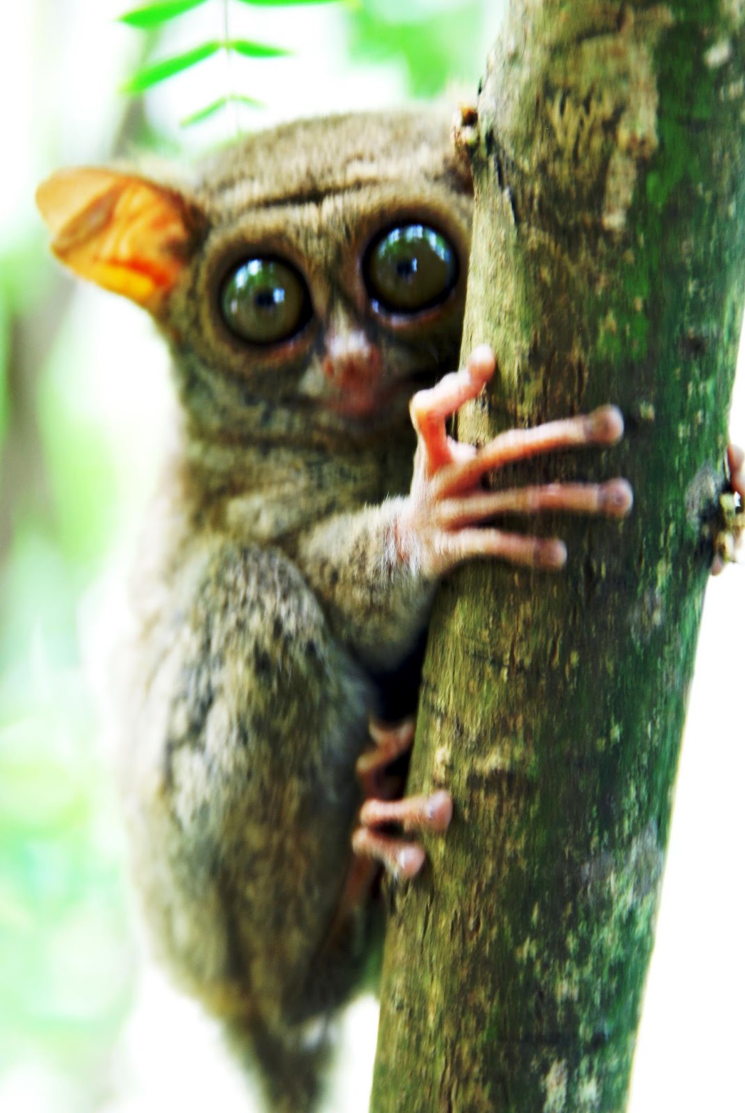 Tarsius Spectrum, Manado ~ indonesiatravelhits