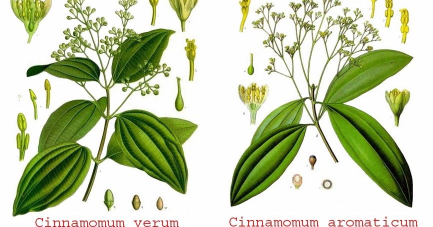N/A Zone: Scortisoara poate fi toxica