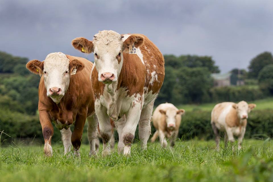 "Sampath Speaking" - the thoughts of an Insurer from Thiruvallikkeni ...