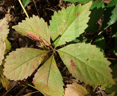 Fruit Seeds of Southern Michigan: Parthenocissus quinquefolia ...