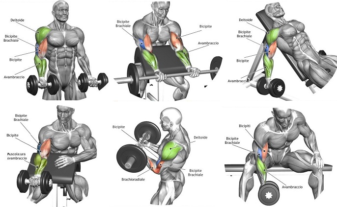 The Best Bicep Workout Program To Ensure The Biggest Biceps Bodydulding the-best-bicep-workout-program-to-ensure-the-biggest-biceps-bodydulding