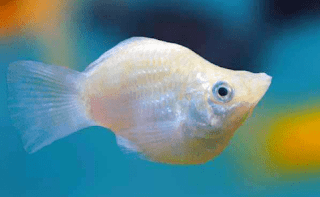 Mengenal Ikan Molly Balon dan Cara Tepat untuk Memeliharanya - Tentang Ikan