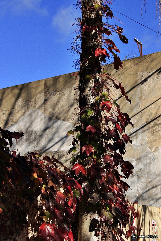 Flora Bonaerense: Falsa vid (Parthenocissus tricuspidata)
