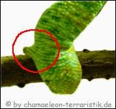 Birds To Dinosaur: Python Vestigial Pelvis, Femur and Spur