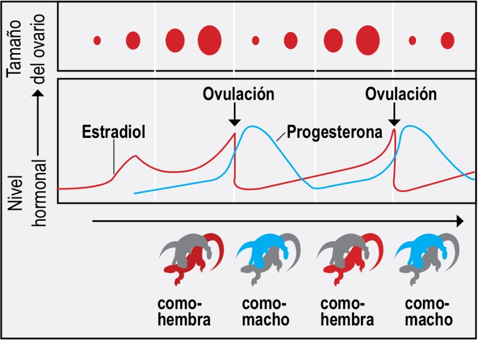 Muñoz - Partenogénesis