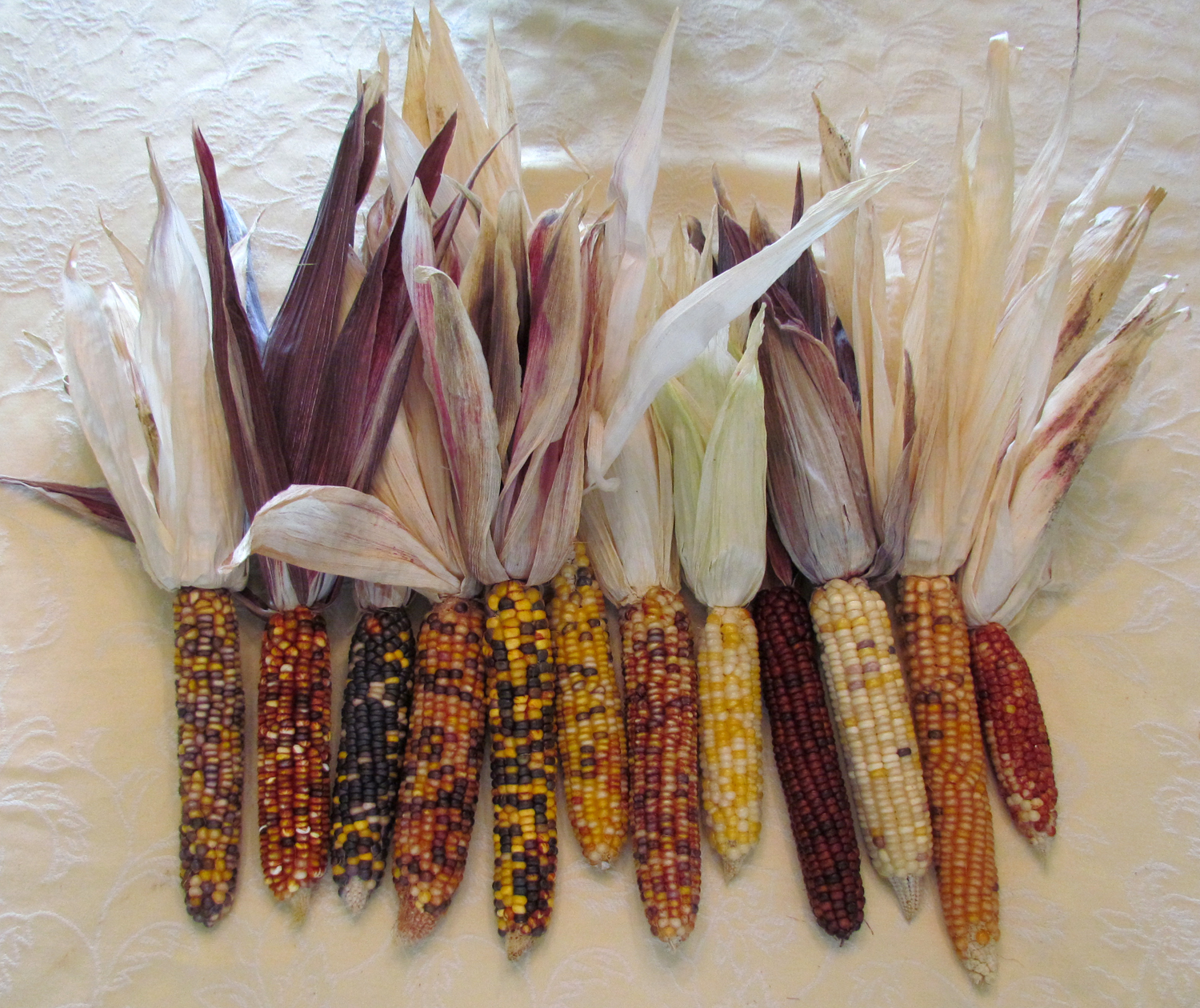 Rose Hybridizing: Path Break - Indian Corn By The Dozen