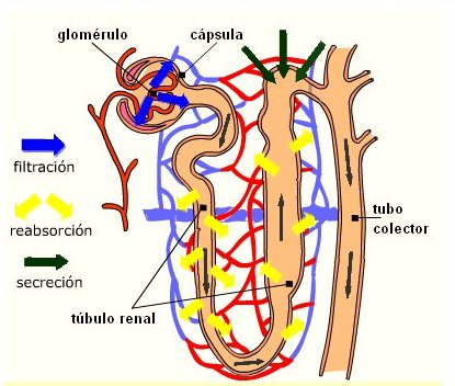 ies faro biología y geología: FORMACIÓN DE LA ORINA