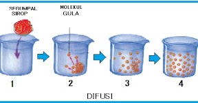 Perbedaan Difusi, Osmosis, dan Transport Aktif - Biologi Edukasi ...