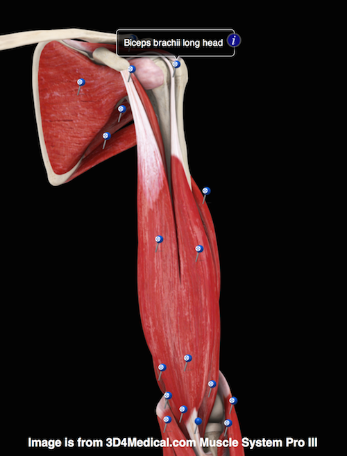 begin to dig: Are you Hitting your Muscle Targets? How to Find, Feel ...
