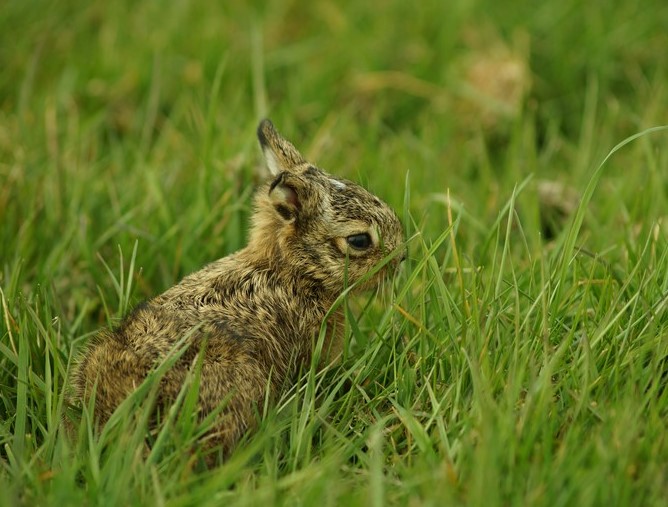 Dieren in de natuur: De haas