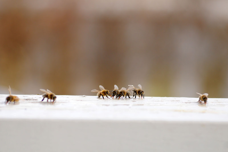 Punkin's Patch: Anatomy Of A Bee Party