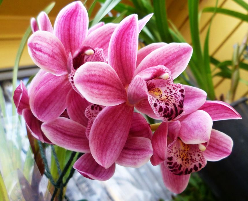 Friska: BERBAGAI MACAM BUNGA ANGGREK