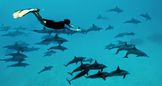 SPORT INDOORS: Las aletas: Nuestro gran aliado