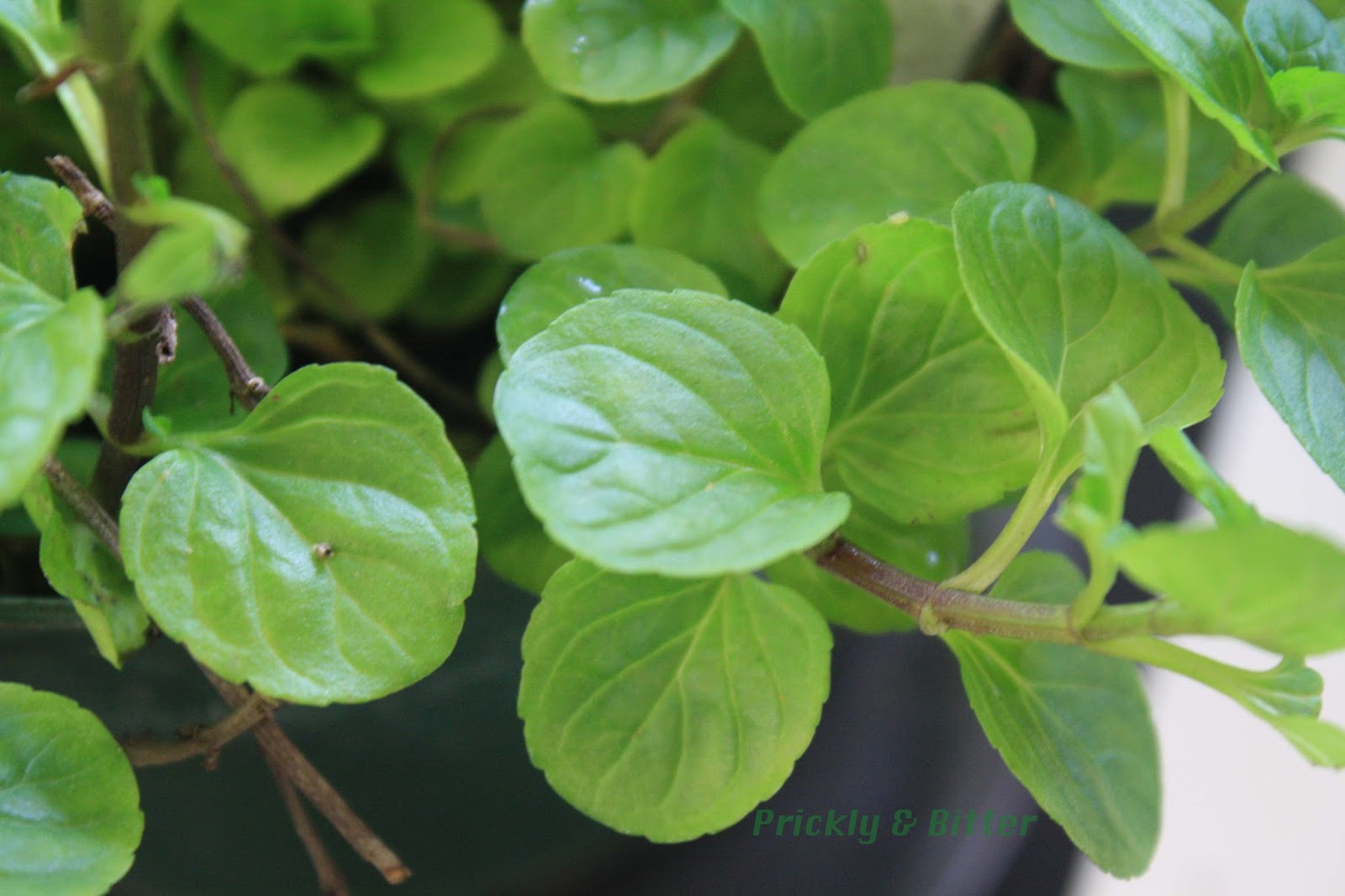 Prickly and Bitter: Mints on Monday