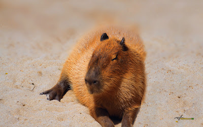Capybara