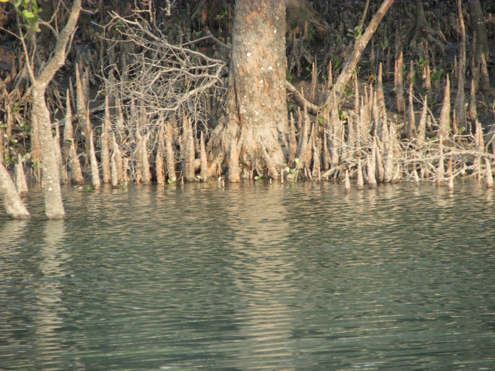 My Trip & Travel: Sundarban Trip