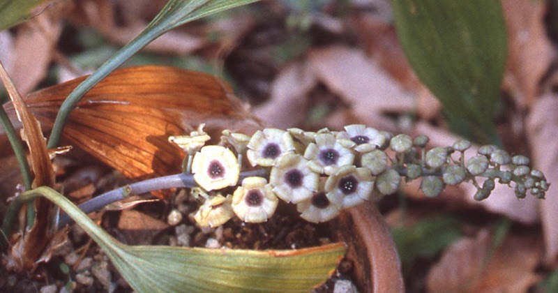 Species New to Science: [Botany • 2018] Taxonomic Revision of ...