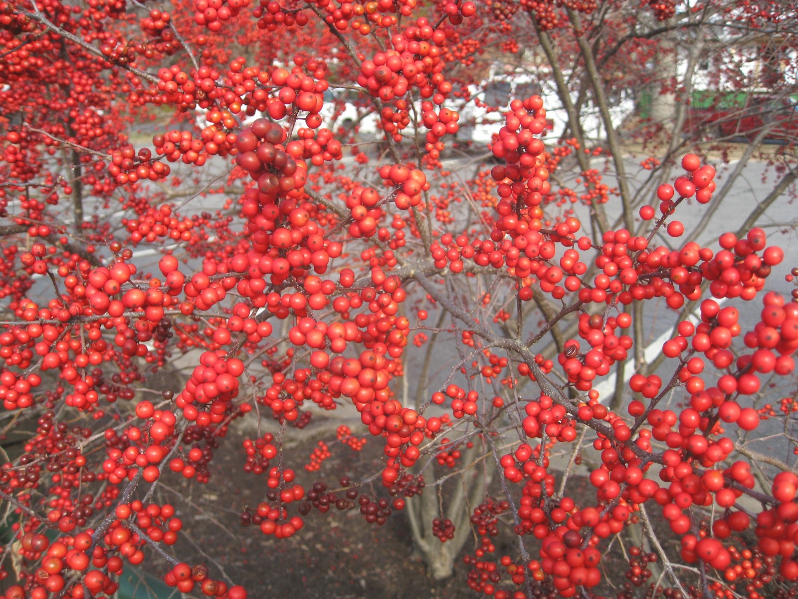 Capital Naturalist by Alonso Abugattas: Winterberry Holly