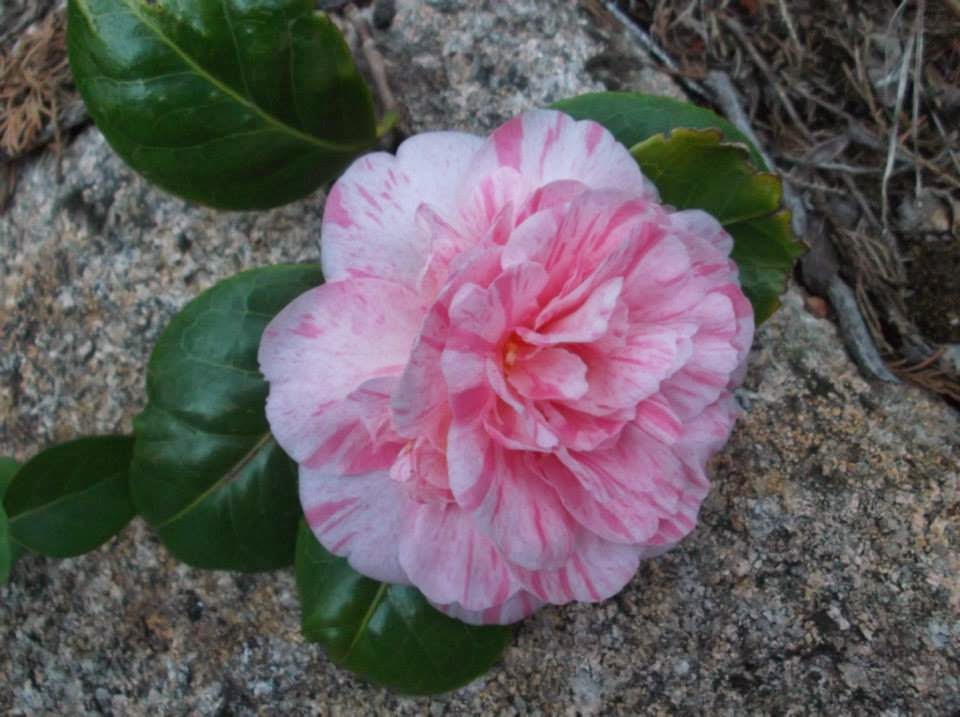 Camelilongo: C. japonica `Pomponia Portuensis´