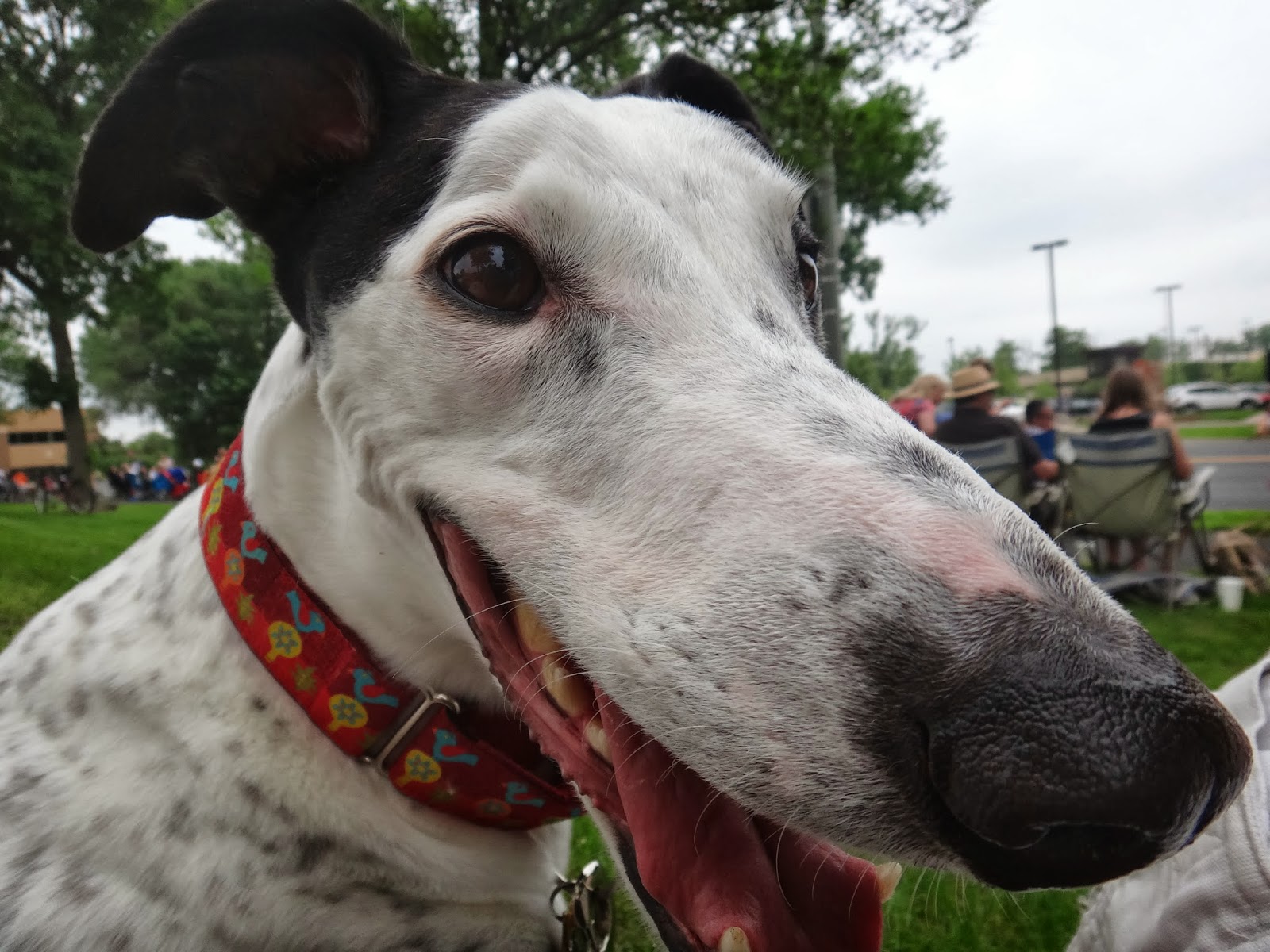 Northern Lights Greyhound Adoption Dog Blog: NLGA Photo Roundup ...