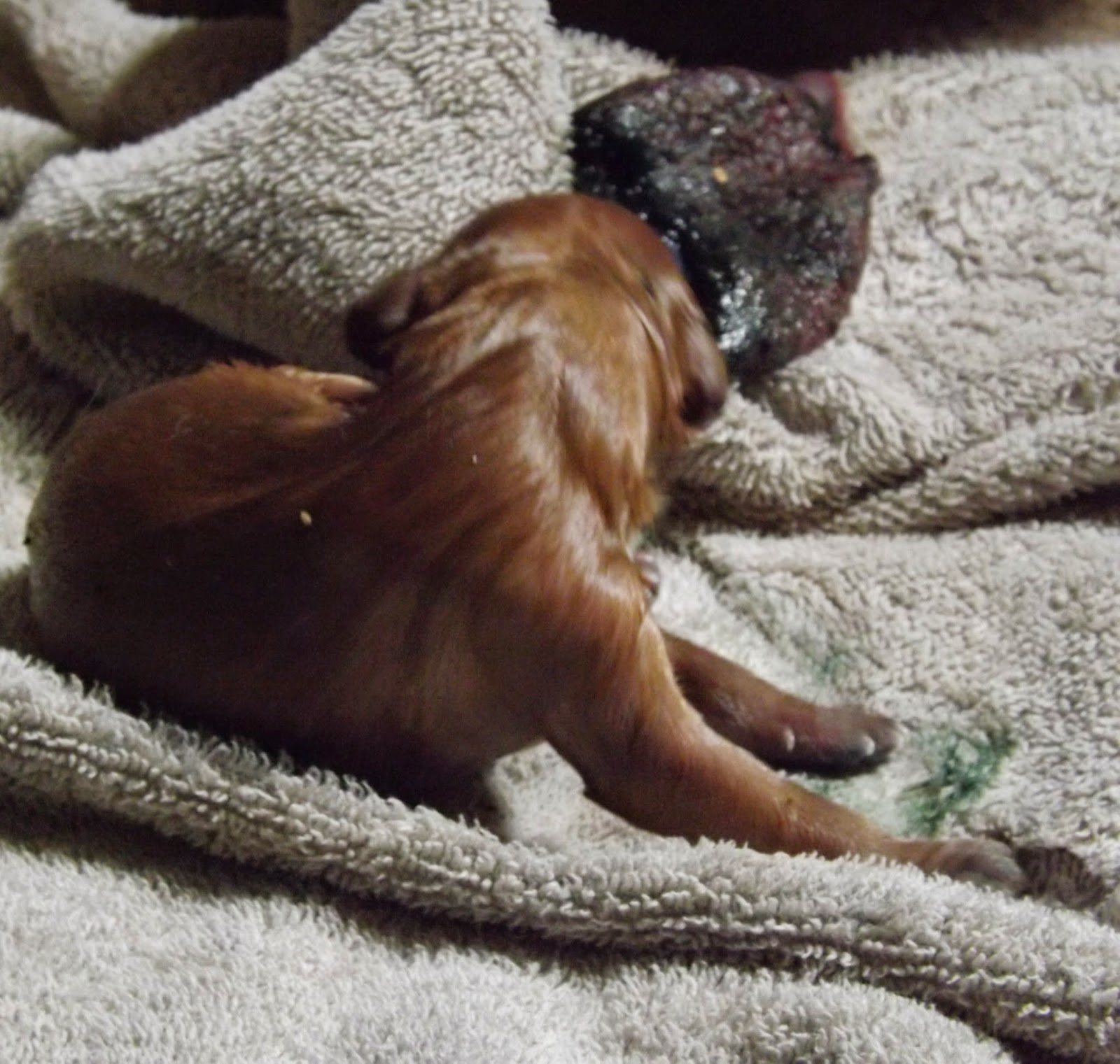 A year in the life of a small family farm in America: Good afternoon ...