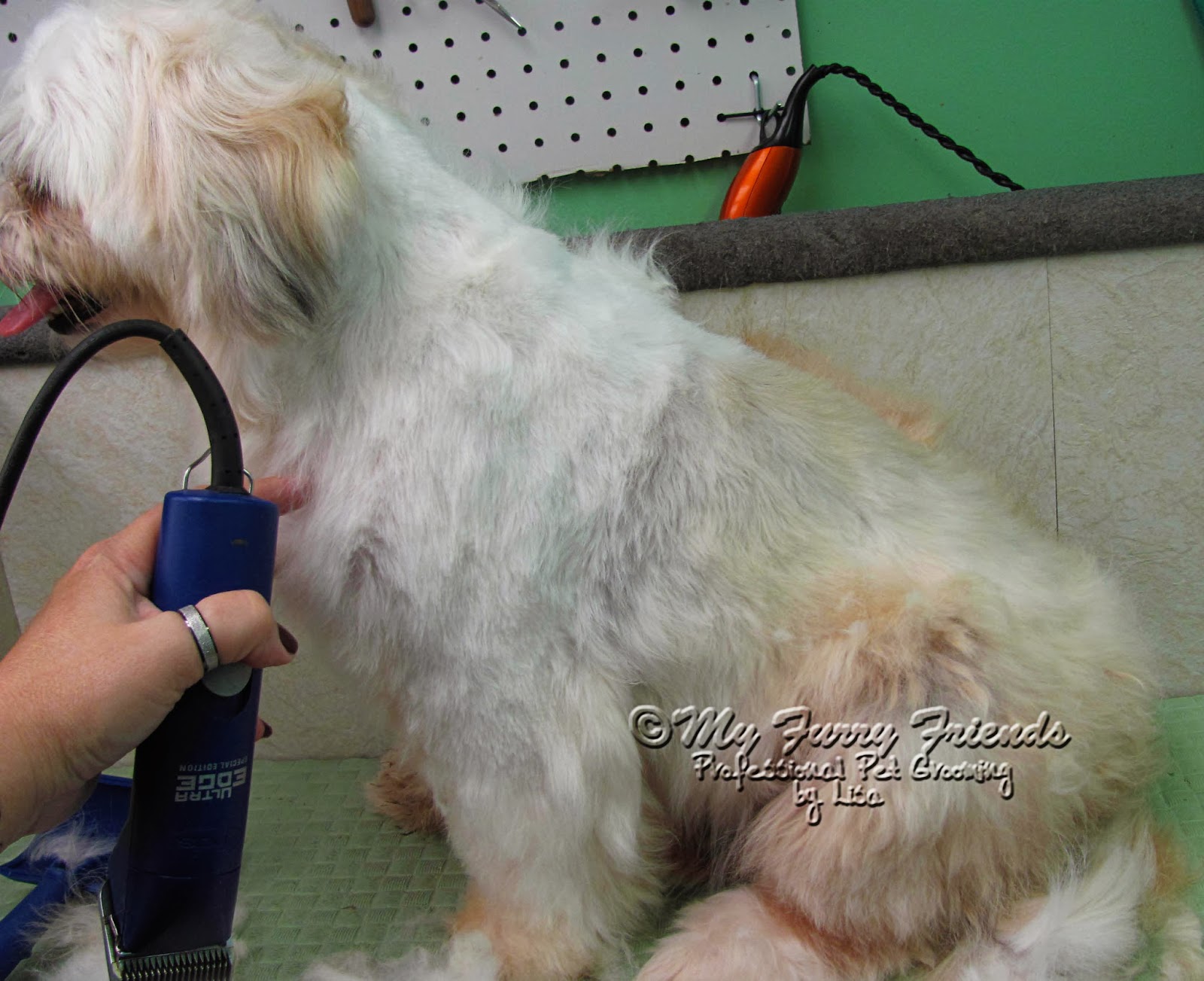 Pet Grooming: The Good, The Bad, & The Furry: Working With Vague ...