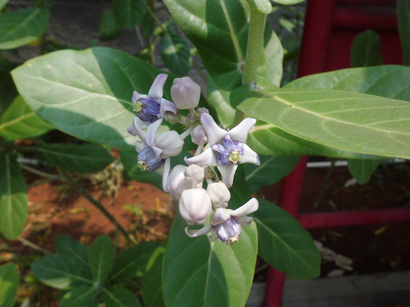 Widuri (Calotropis Gigantea Crown Tree)