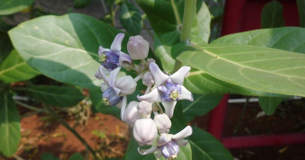 Widuri (Calotropis Gigantea Crown Tree)