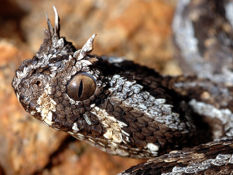 Animal Pictures: Many Horned Adder Snakes