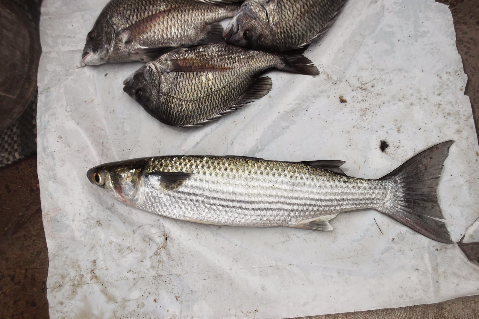 NEGOMBO SEAFOODS: GODAYA