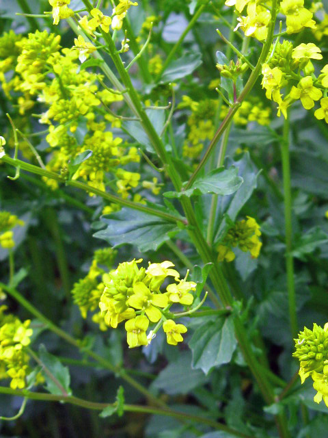 My Lovely Weeds: Yellow rocket (Barbarea vulgaris). I think.