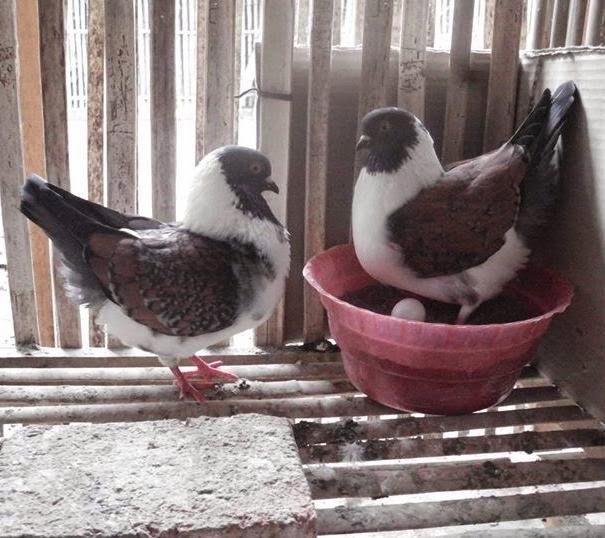 SPESIALIS MERPATI: MERPATI MODENA