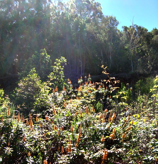 APRENDER A PROGRAMAR CON PYTHON: LA FUNCIÓN MAIN()