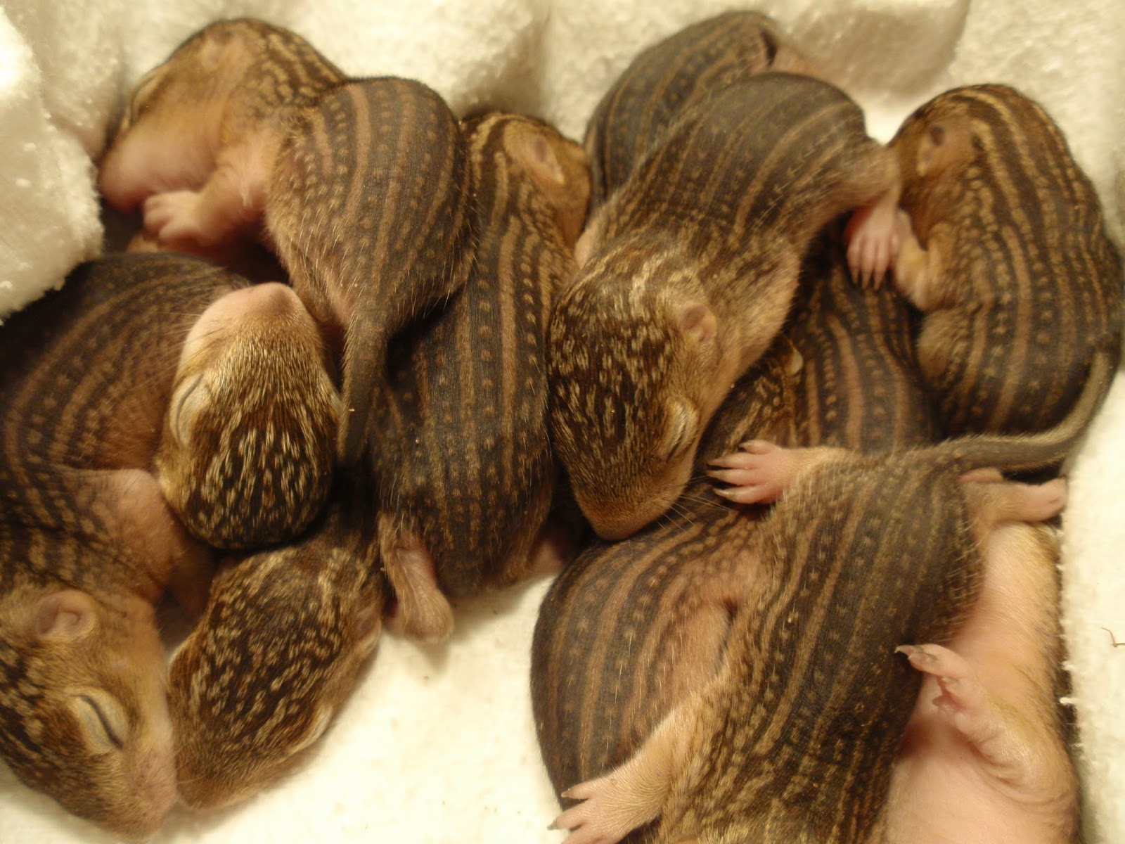 Spotted Ground Squirrel Baby