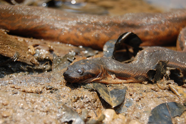 Ular Asli Indonesia: Ular Karung (Acrochordus javanicus)