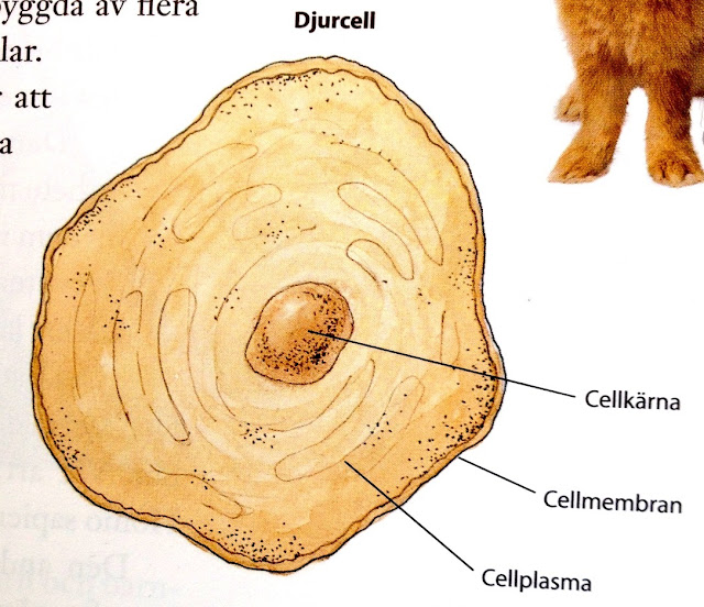 Biologi, fysik, kemi, teknik år 7, 8 och 9: Biologi år 7