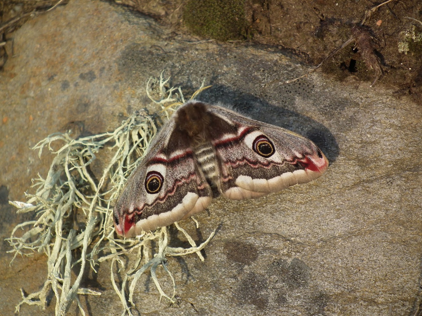 Pembrokeshire Wildlife: Emperor moth