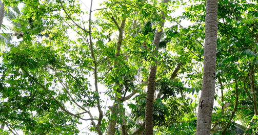 Elemi: Essential Oil of the Philippines - Filipino Culture by The Pinoy ...