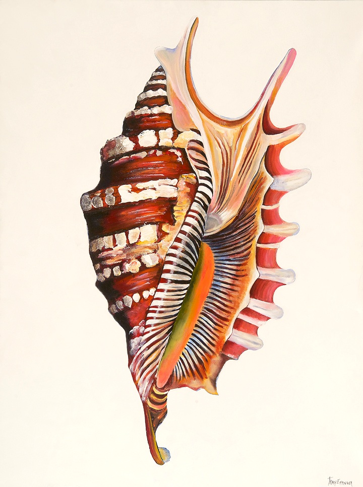 Paintings By Tracy Effinger Upton: Lambis Digitata