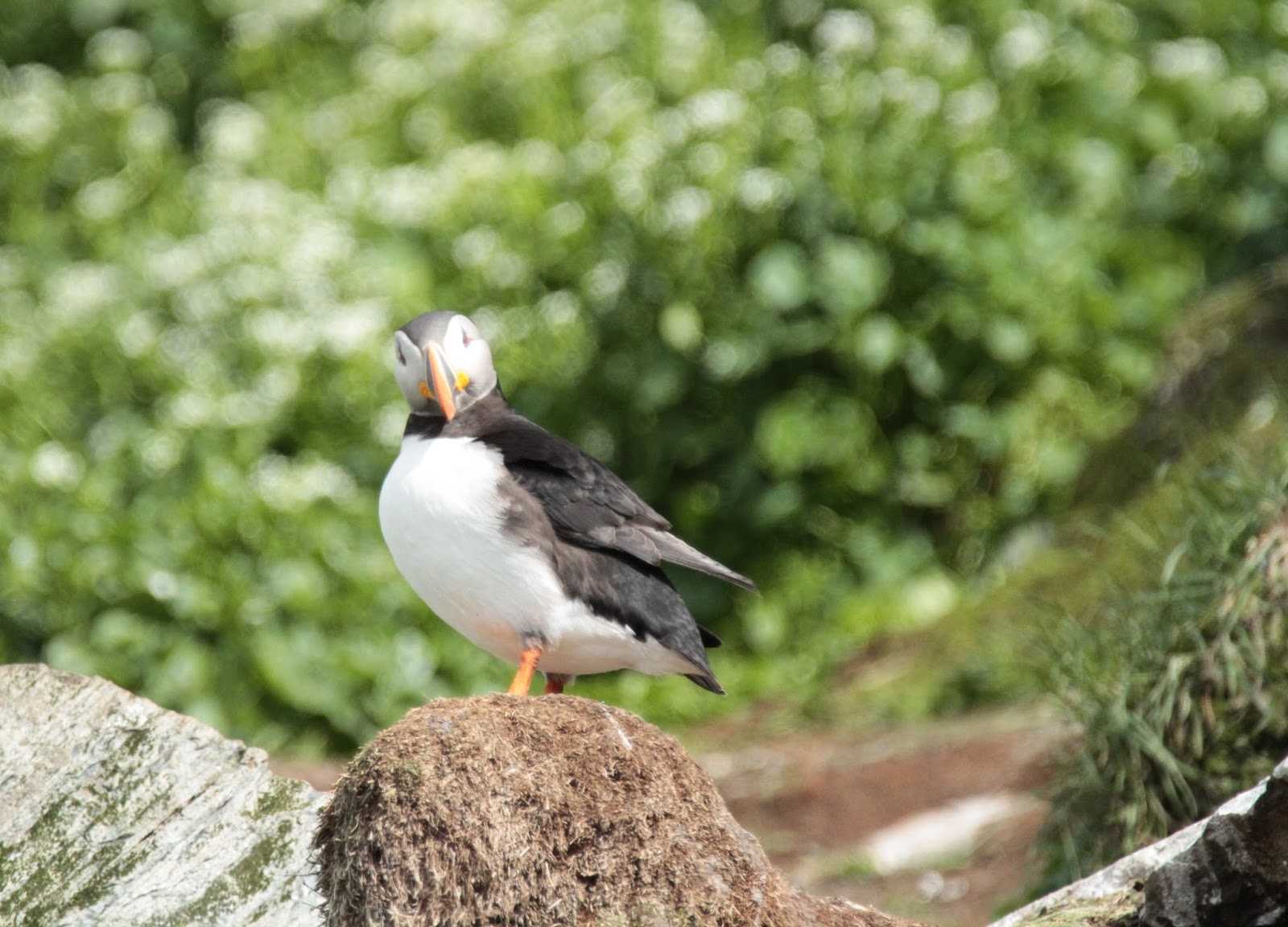 Linnea borealis: Hornöyan lintusaarella